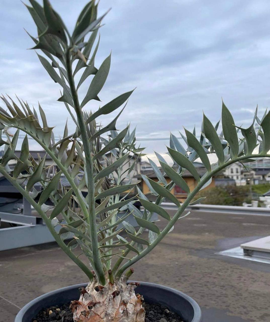 Best ways How to care for caudex plants #1caudex