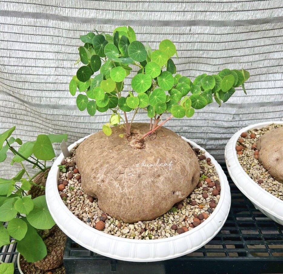 Stephania erecta - Caudex Plants for sale